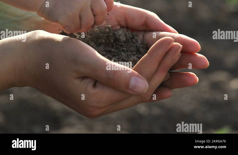 Little baby child hand take ground from mother hand, father hand put ...
