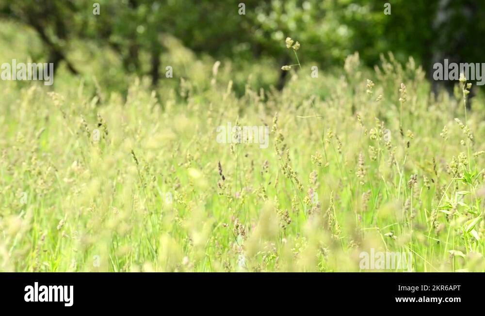 Wild field grasses Stock Videos & Footage - HD and 4K Video Clips - Alamy
