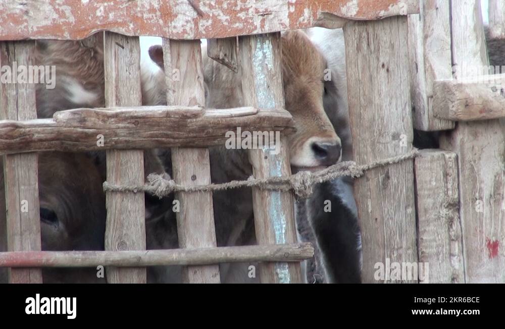 Asia farming Stock Videos & Footage - HD and 4K Video Clips - Alamy