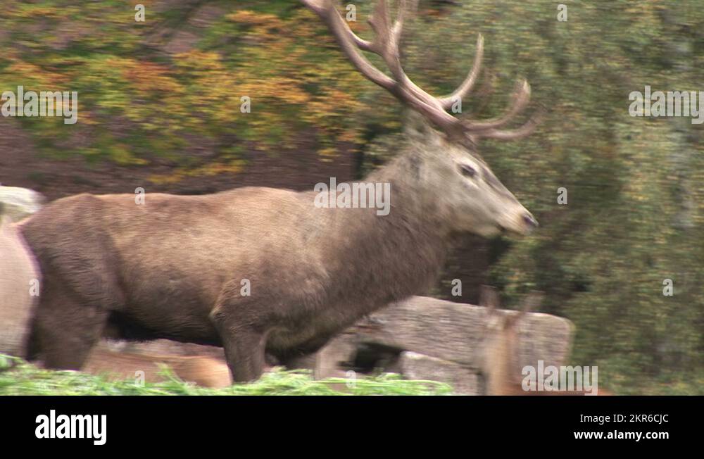 Red deer breeding Stock Videos & Footage - HD and 4K Video Clips - Alamy