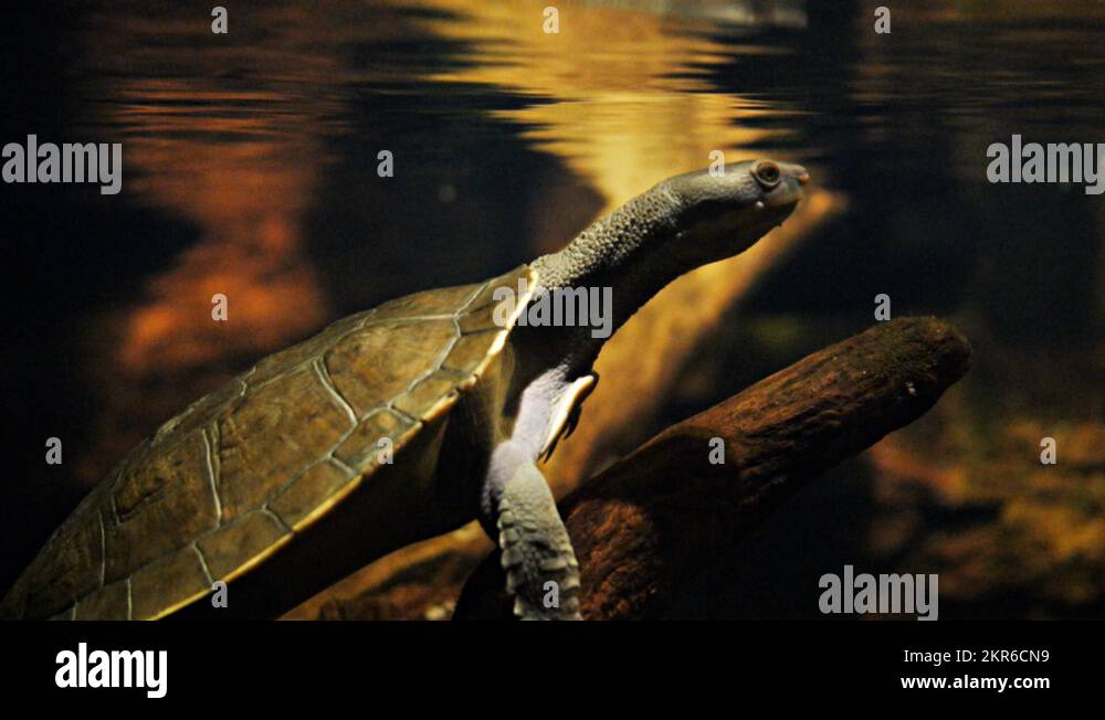 Freshwater river reptile Stock Videos & Footage - HD and 4K Video Clips ...