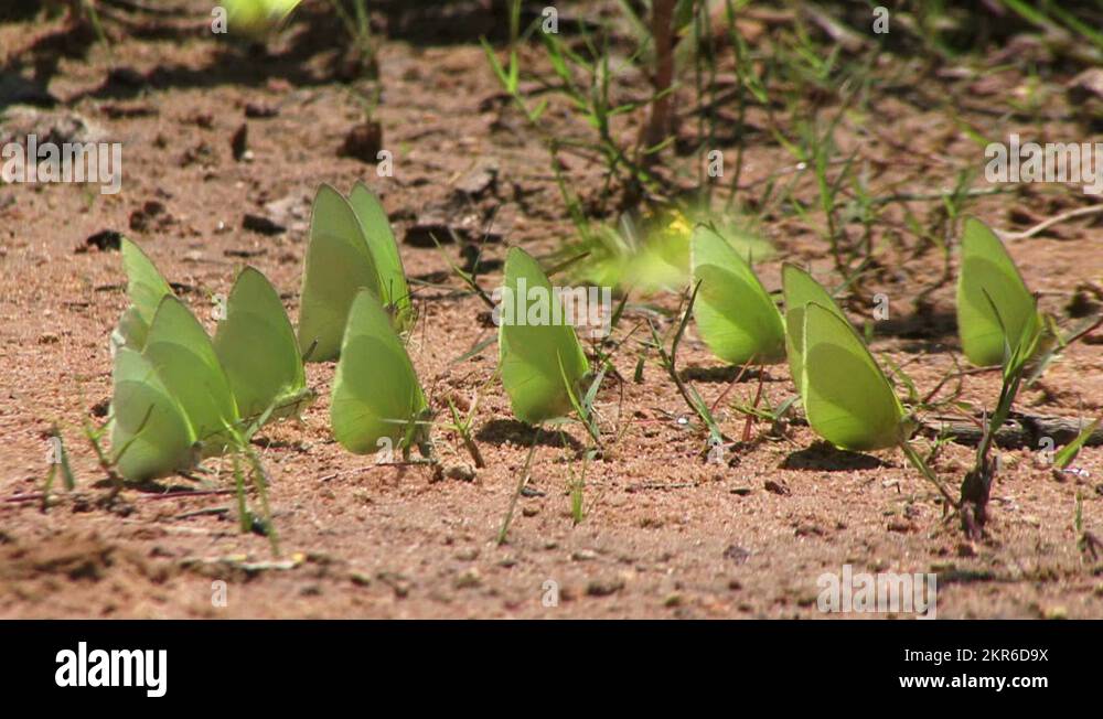 Migrating insect Stock Videos & Footage - HD and 4K Video Clips - Alamy