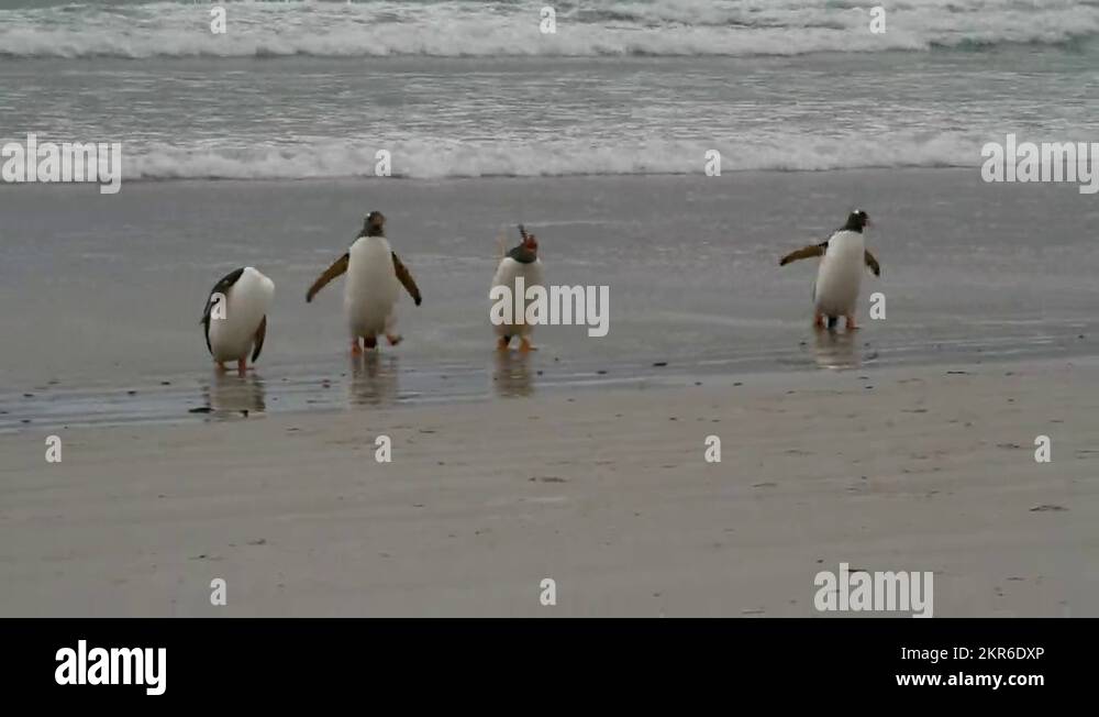 Coming out of the sea Stock Videos & Footage - HD and 4K Video Clips ...