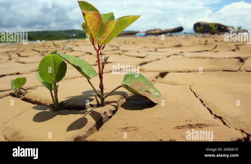 Desert dirt earth ecology environment germinate ground parched rebirth ...