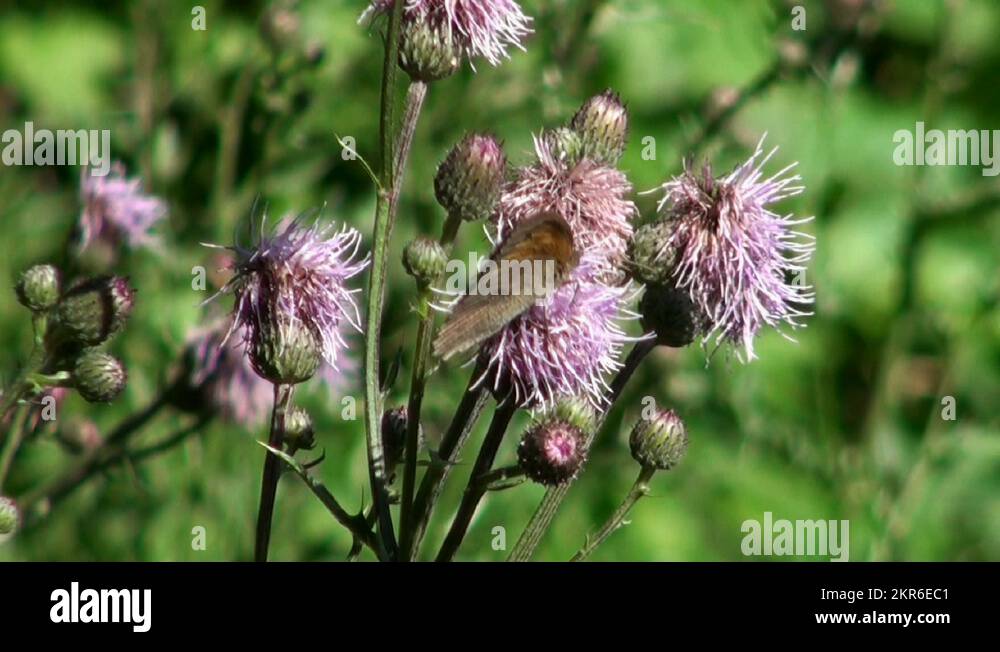 Silent butterfly Stock Videos & Footage - HD and 4K Video Clips - Alamy