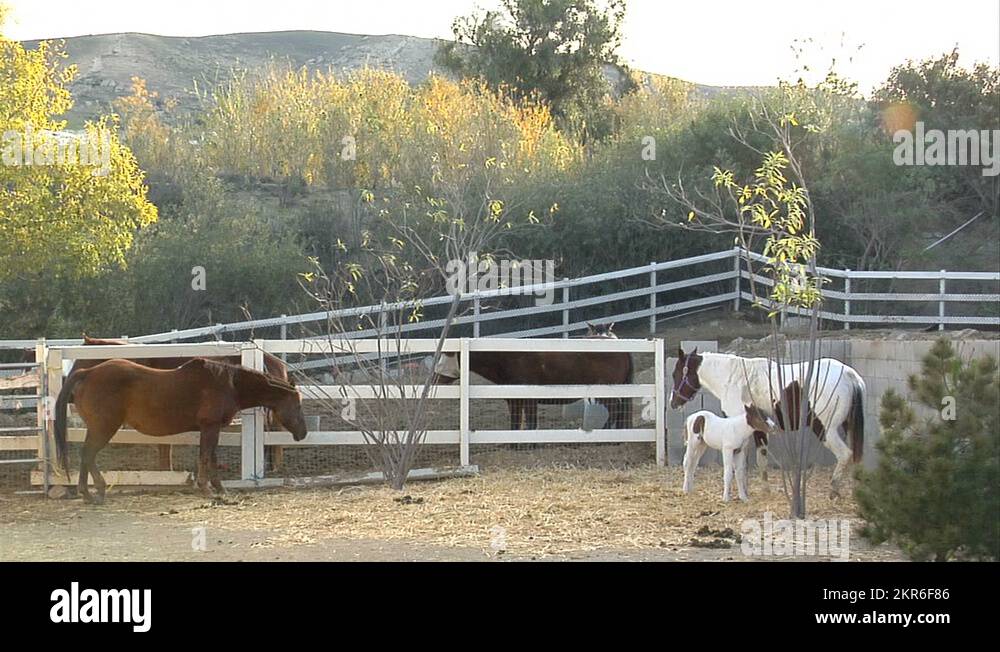 Baby horse hoof Stock Videos & Footage - HD and 4K Video Clips - Alamy
