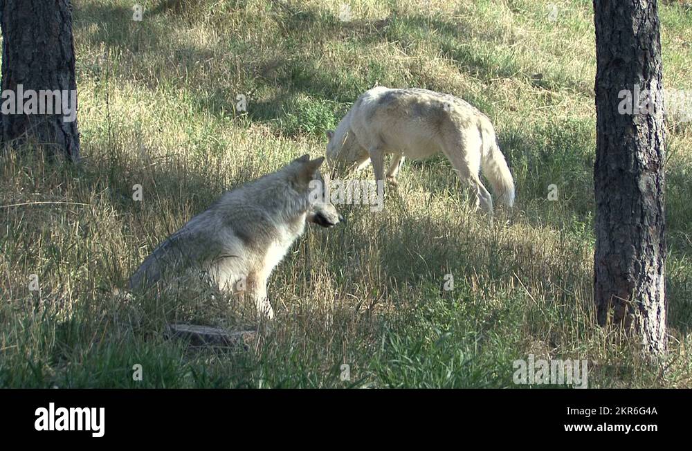 Wolf series Stock Videos & Footage - HD and 4K Video Clips - Alamy
