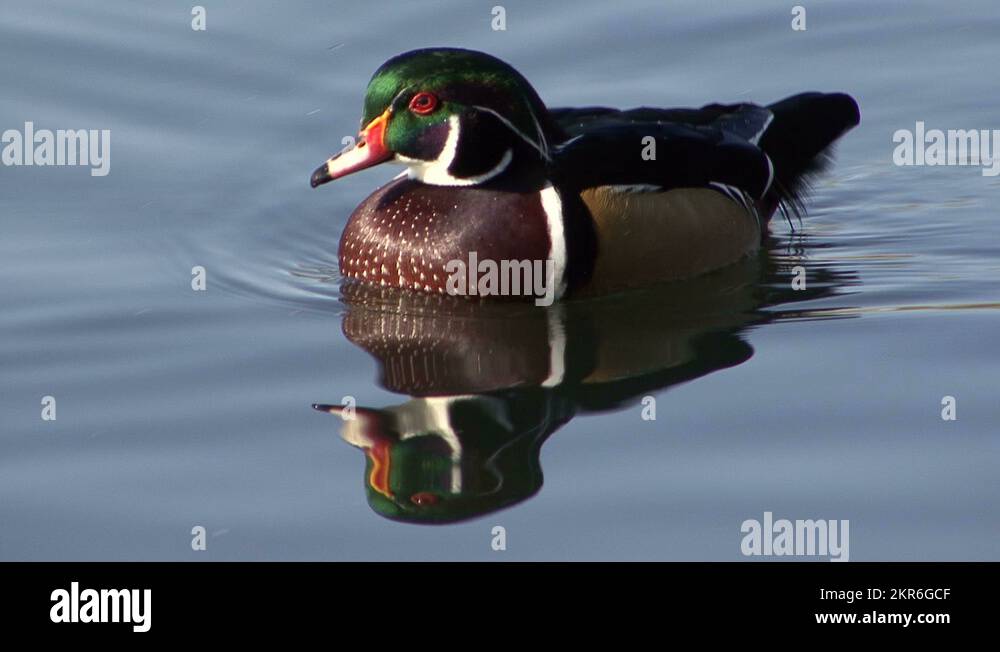 Drake duck bird Stock Videos & Footage - HD and 4K Video Clips - Alamy