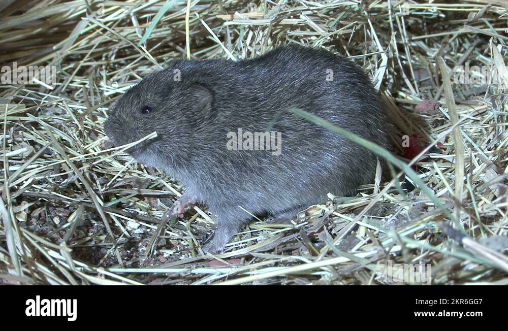 Vole Stock Videos & Footage - HD and 4K Video Clips - Alamy