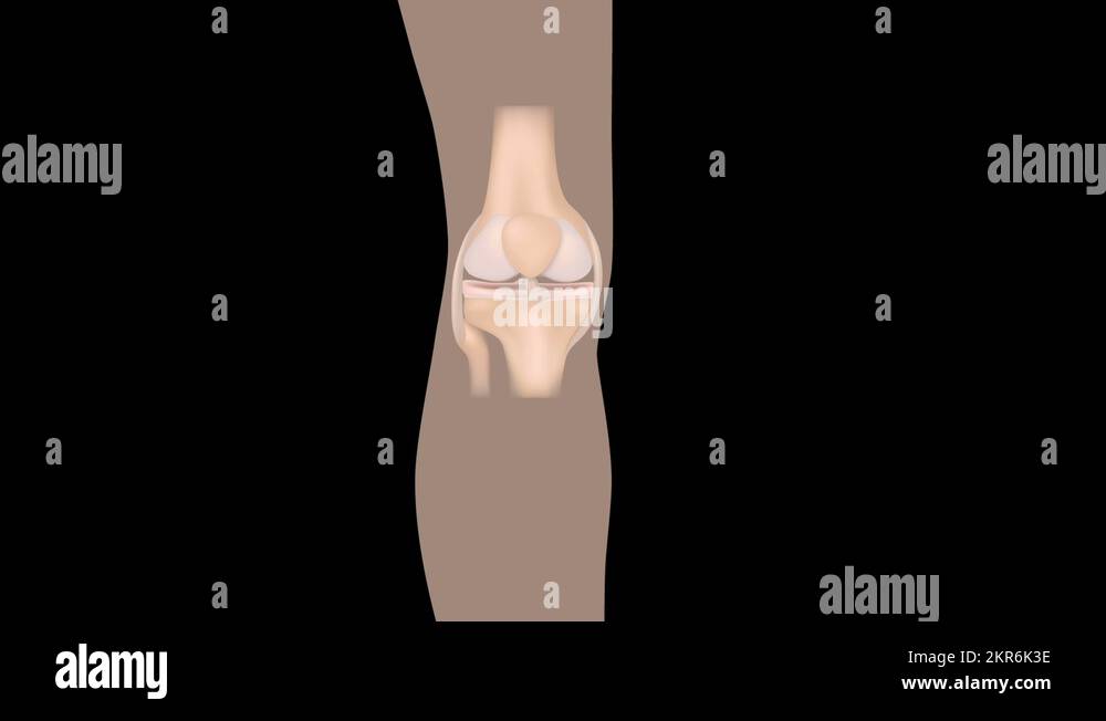 Meniscus Illustration Stock Videos And Footage Hd And 4k Video Clips