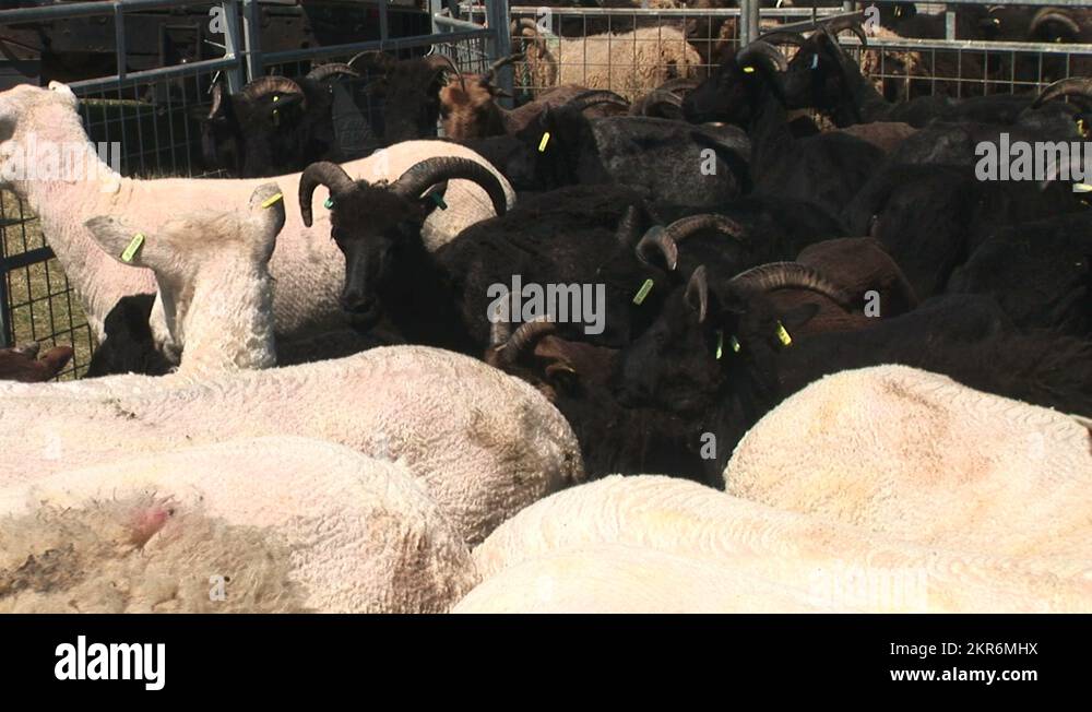 Goats in a pen Stock Videos & Footage - HD and 4K Video Clips - Alamy