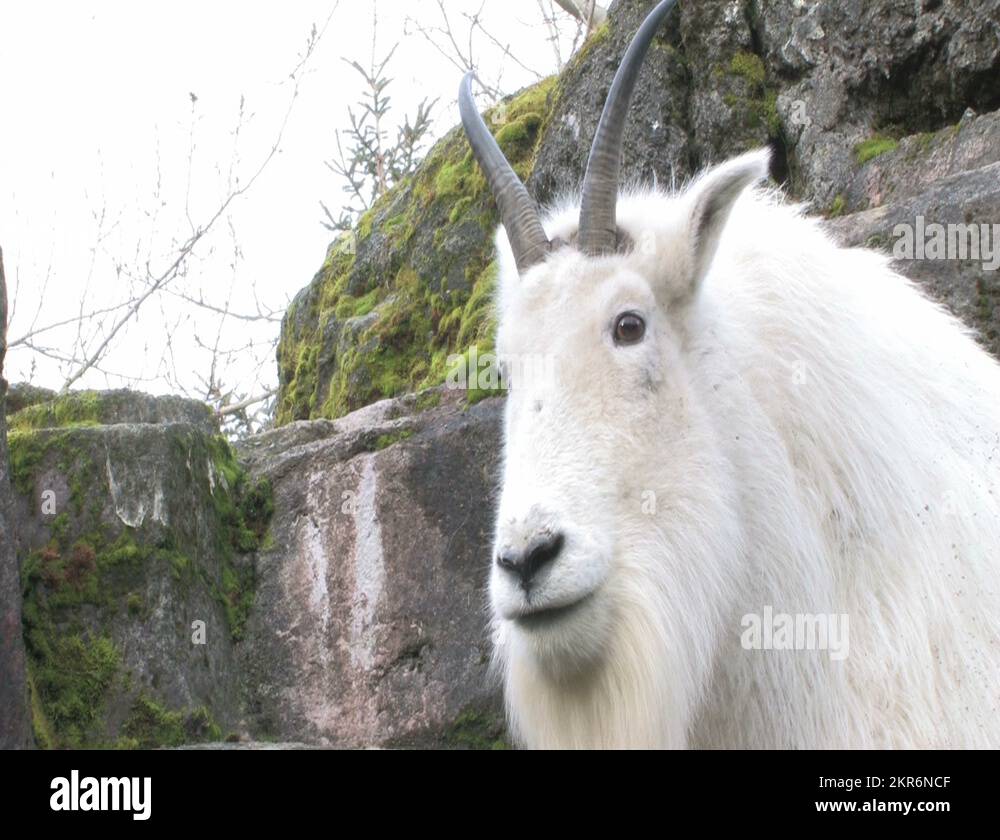 Cold goat Stock Videos & Footage - HD and 4K Video Clips - Alamy