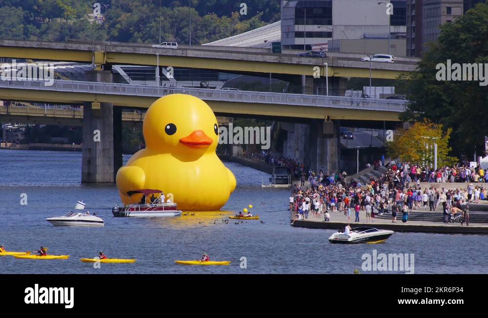 Duckie Stock Videos & Footage - HD and 4K Video Clips - Alamy