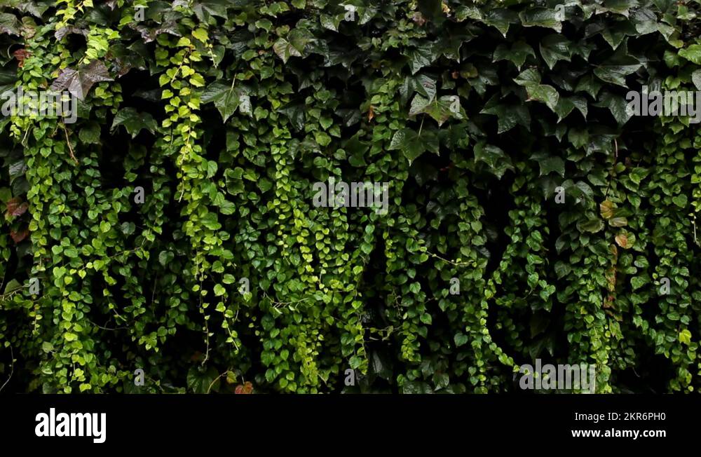Hedge texture background Stock Videos & Footage - HD and 4K Video Clips ...