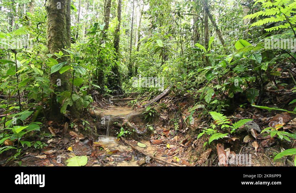 Rain in amazon rainforest Stock Videos & Footage - HD and 4K Video ...