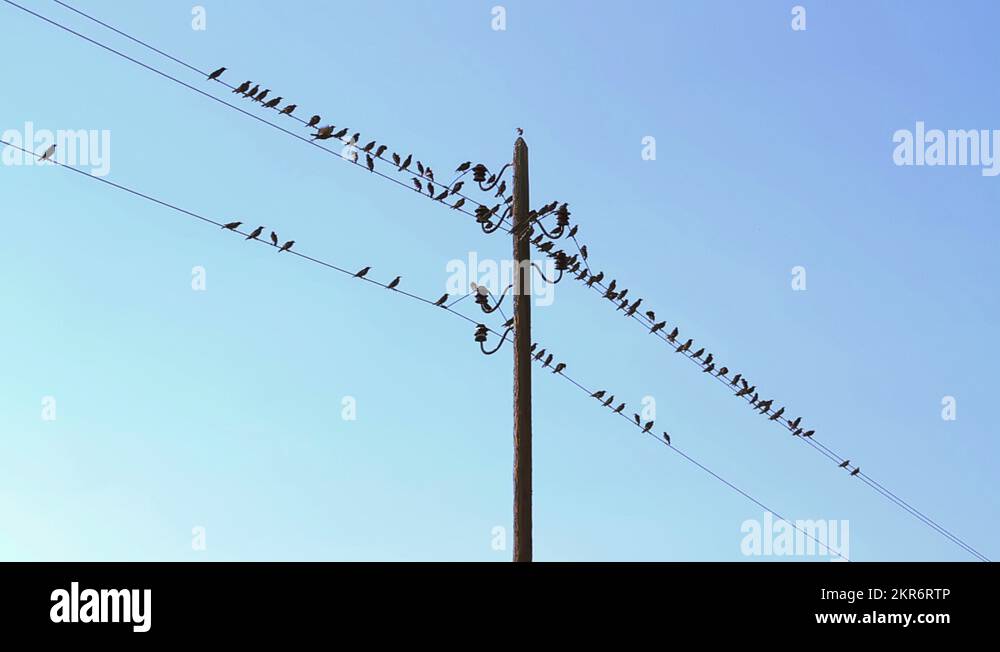 Birds on electrical cables Stock Videos & Footage - HD and 4K Video ...