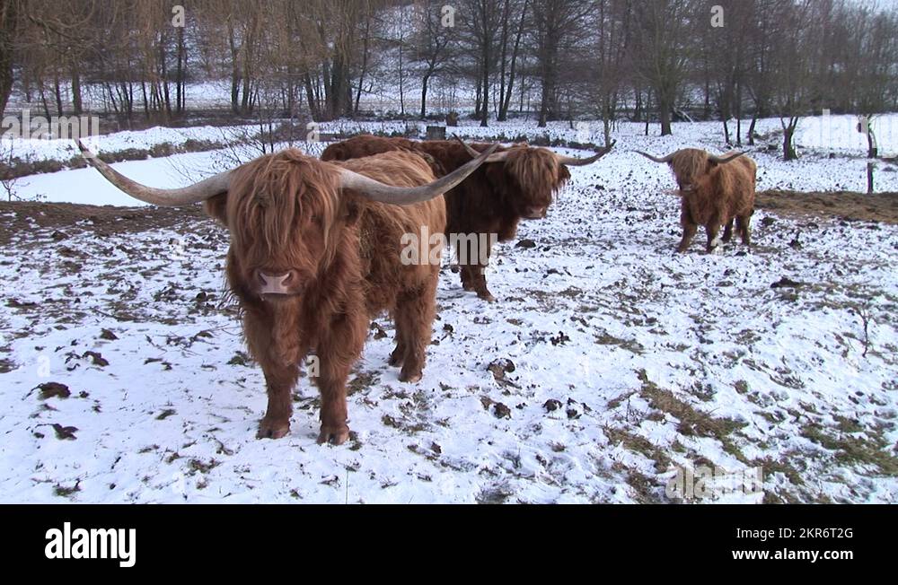 Zoo animals winter Stock Videos & Footage - HD and 4K Video Clips - Alamy