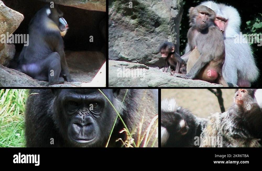 Exotic zoo creatures Stock Videos & Footage - HD and 4K Video Clips - Alamy