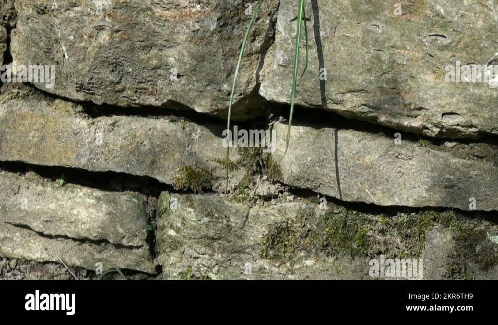 Honey stones Stock Videos & Footage - HD and 4K Video Clips - Alamy