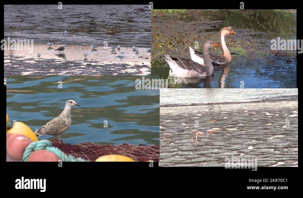 Birds and water Stock Videos & Footage - HD and 4K Video Clips - Alamy