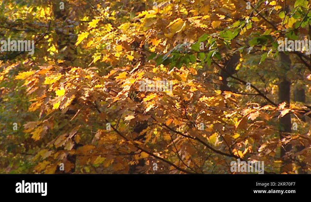 European oak tree Stock Videos & Footage - HD and 4K Video Clips - Alamy