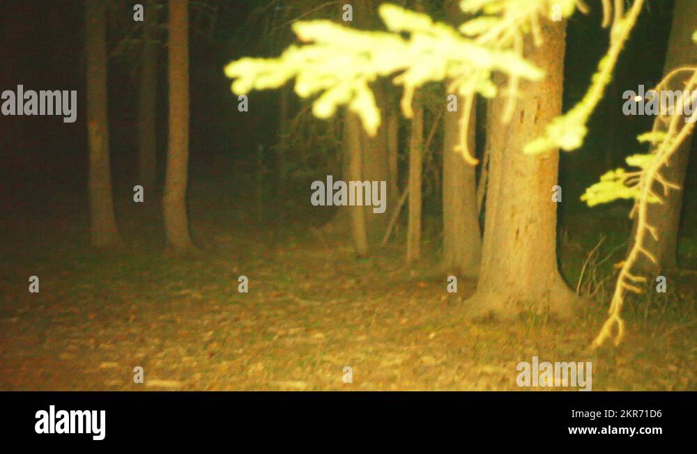 Stalker film Stock Videos & Footage - HD and 4K Video Clips - Alamy