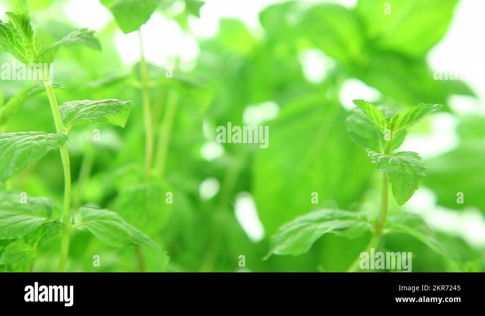 Leaves growing plant backgrounds Stock Videos & Footage - HD and 4K ...