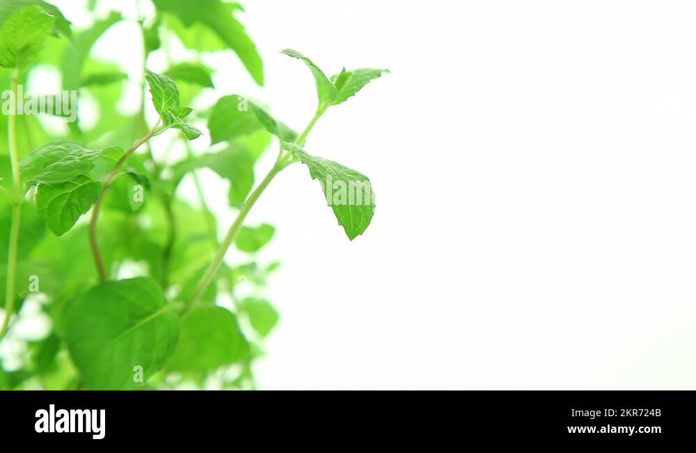 Menthol plant Stock Videos & Footage - HD and 4K Video Clips - Alamy