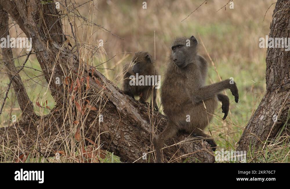 Baboon baby tree Stock Videos & Footage - HD and 4K Video Clips - Alamy