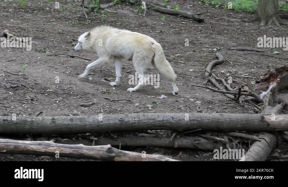 Arctic wolf run dog Stock Videos & Footage - HD and 4K Video Clips - Alamy