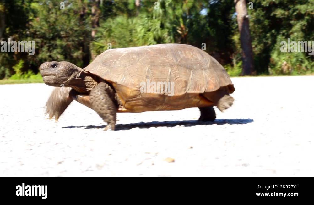Pan of gopher turtle moving fast in a parking lot Stock Video Footage ...