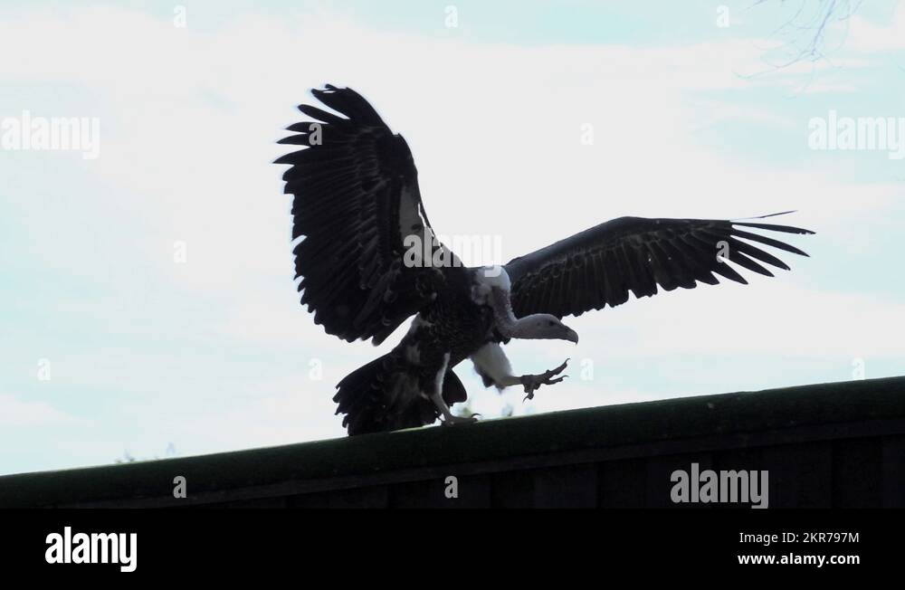 Aggressive animals Stock Videos & Footage - HD and 4K Video Clips - Alamy