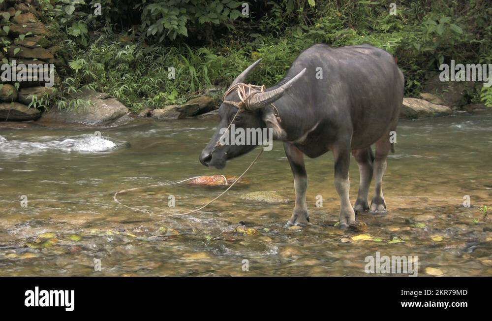 Water buffalo standing in Tukuran river on Oriental Mindoro in ...