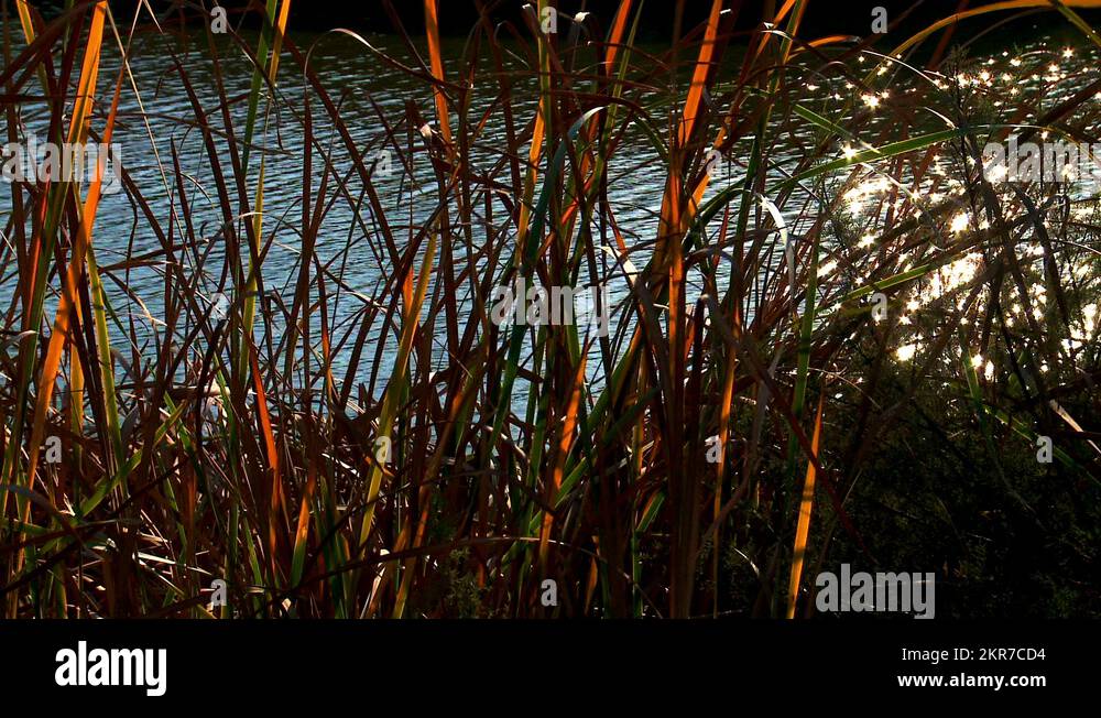Bull rushes Stock Videos & Footage - HD and 4K Video Clips - Alamy