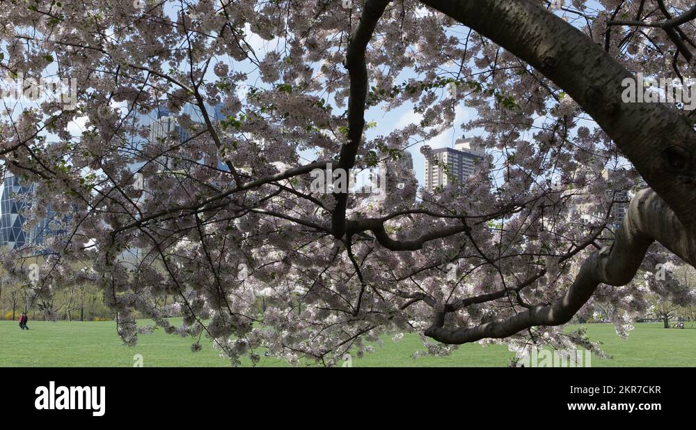 Ultra HD 4K UHD Central Park New York City Towers Cherry Trees ...