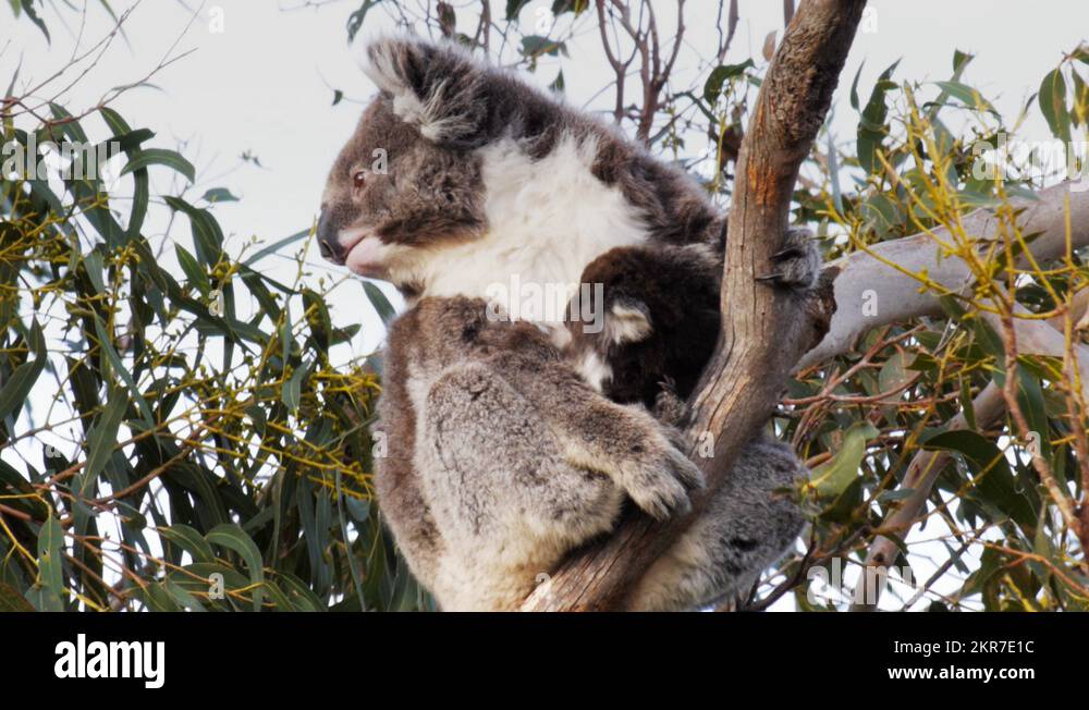 Mother koala and joey Stock Videos & Footage - HD and 4K Video Clips - Alamy