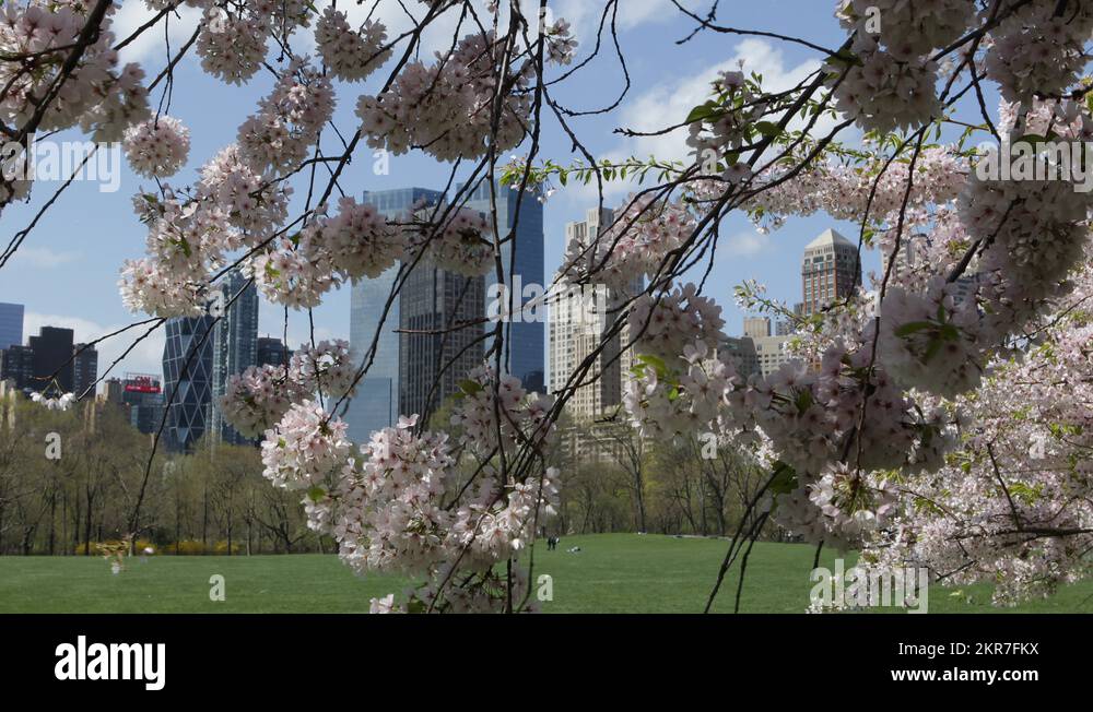 Central park new york spring buildings Stock Videos & Footage - HD and ...
