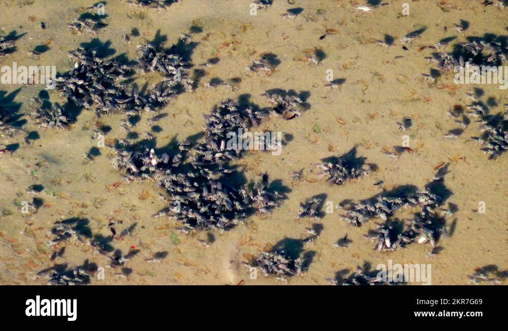 California insects Stock Videos & Footage - HD and 4K Video Clips - Alamy