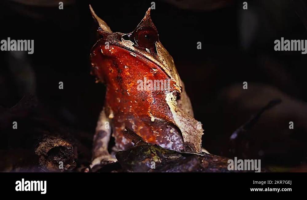 Malayan leaf frog megophrys nasuta Stock Videos & Footage - HD and 4K ...