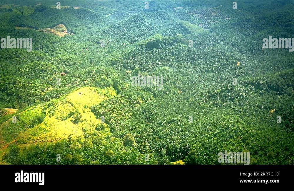 Palm oil plantations deforestation Stock Videos & Footage - HD and 4K Video Clips - Alamy
