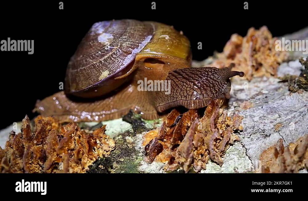 Fungus eating Stock Videos & Footage - HD and 4K Video Clips - Alamy