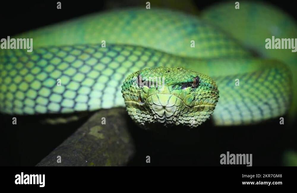 Green tree pit viper snake Stock Videos & Footage - HD and 4K Video ...
