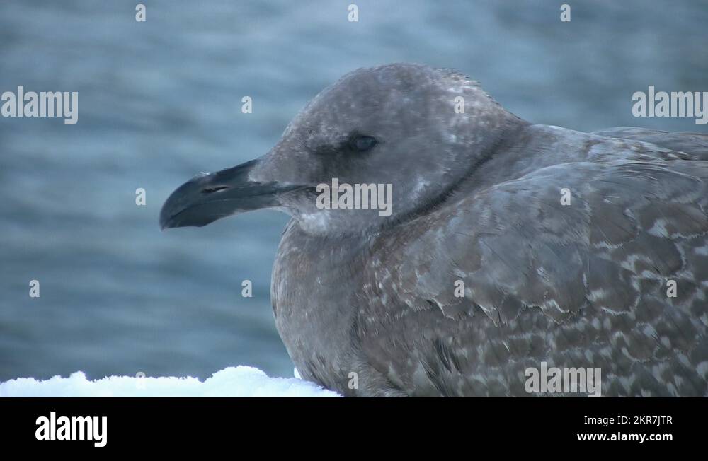 Wise old bird Stock Videos & Footage - HD and 4K Video Clips - Alamy