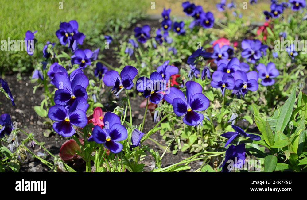 Viola blue flower Stock Videos & Footage - HD and 4K Video Clips - Alamy