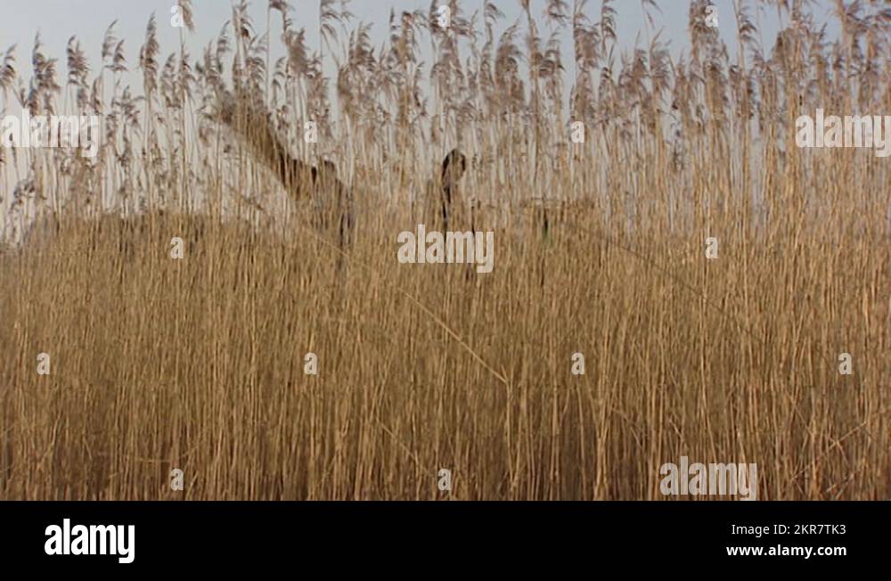 Harvest heritage Stock Videos & Footage - HD and 4K Video Clips - Alamy