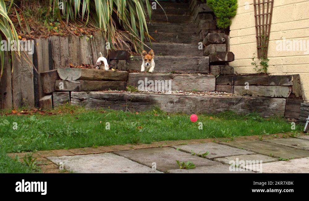 Dog running down steps and chasing a ball in the garden Stock Video ...