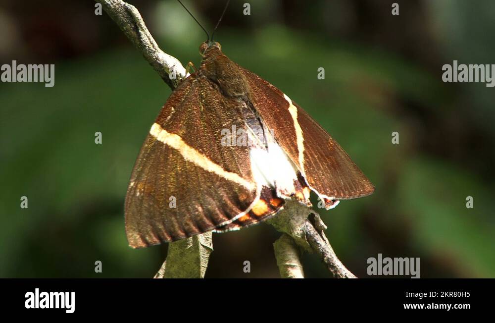 Amazon rainforest moth Stock Videos & Footage - HD and 4K Video Clips ...