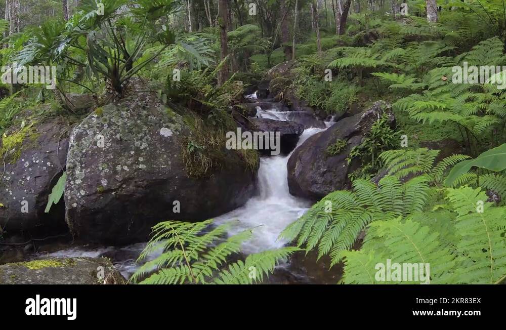 Definition high video of tropical jungle forest and waterfalls cascades ...