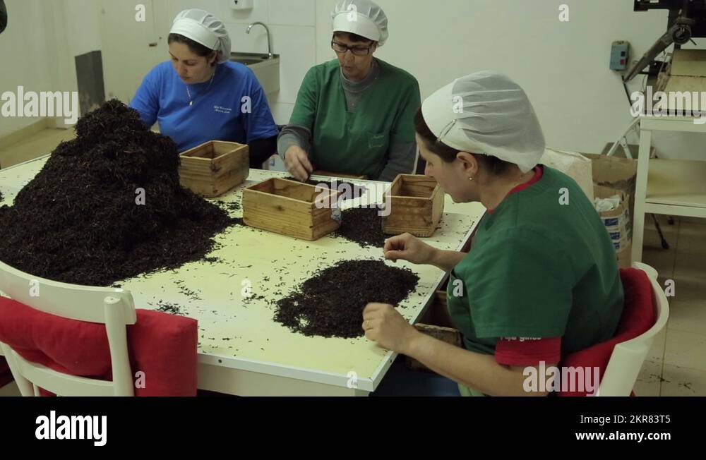 women sorting tea leaves at tea plantation, cha gorreana, maia, san ...