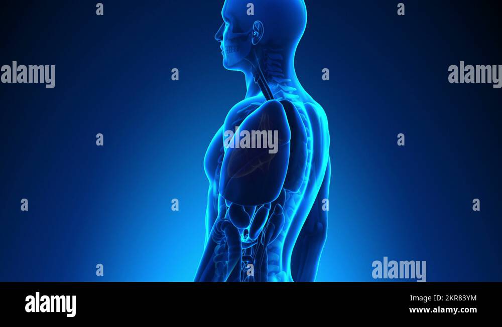 Male heart anatomy Stock Videos & Footage - HD and 4K Video Clips - Alamy